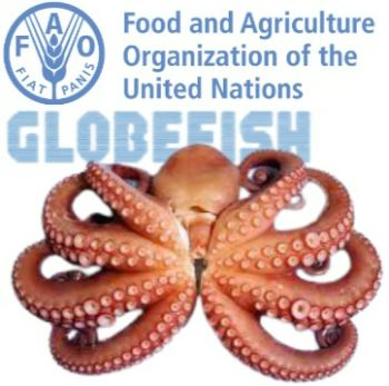 Seafood Media Group - Worldnews - FAO-Globefish market report on octopus