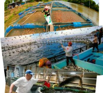 Seafood Media Group - Worldnews - By 2030, global aquaculture will supply 59% of seafood consumption