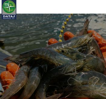 Seafood Media Group - Worldnews - DATAJ Aquafarm: Elevating Philippine aquaculture globally