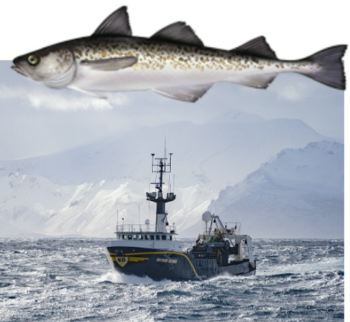 Seafood Media Group - Worldnews - Alaska pollock catches in season A ...