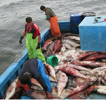 Seafood Media Group - Worldnews - Report on the giant squid Dosidicus ...