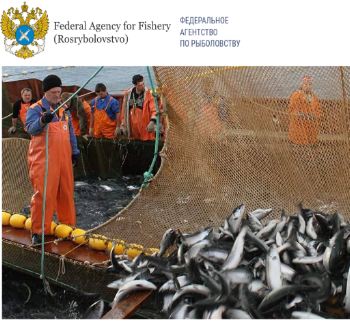 Seafood Media Group - Worldnews - Russia's Pacific Salmon Season Kicks ...