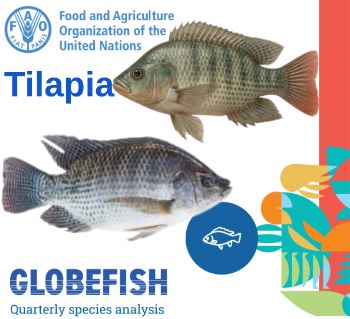 Seafood Media Group - Worldnews - FAO GLOBEFISH | Quarterly Tilapia ...